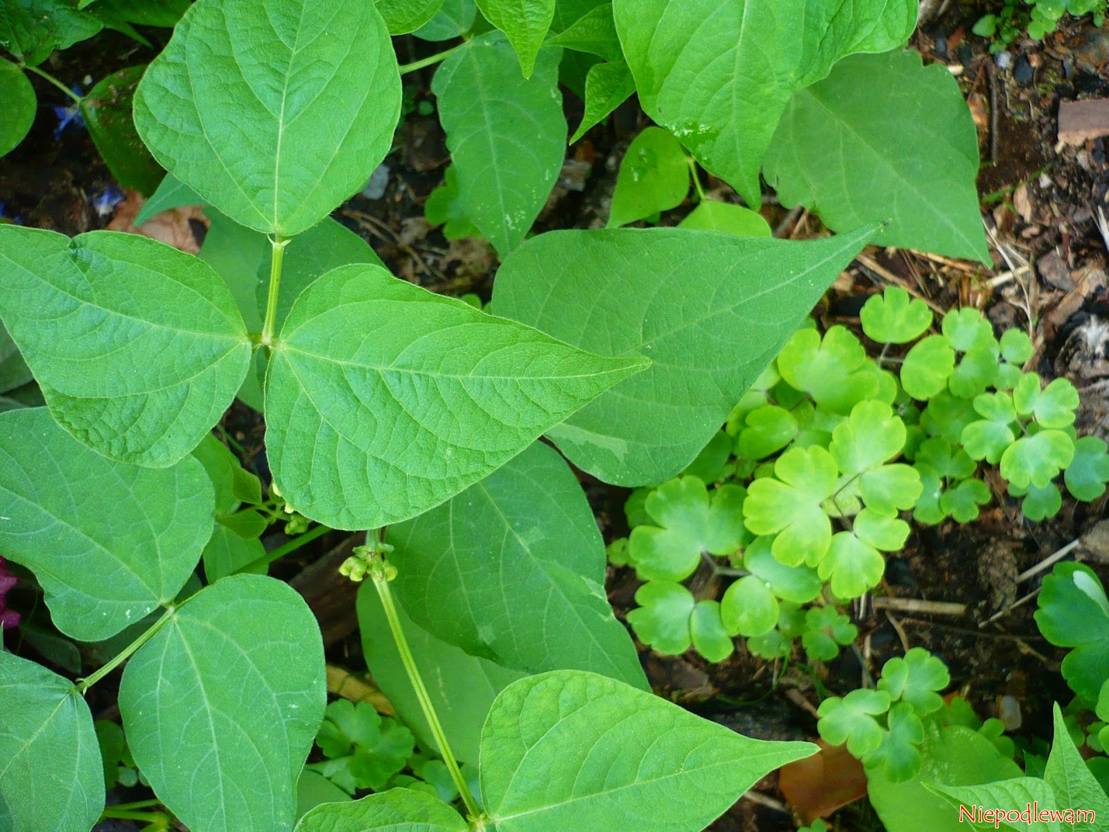 niepodlewam: Fasola - obok jakich roślin rośnie źle lub dobrze