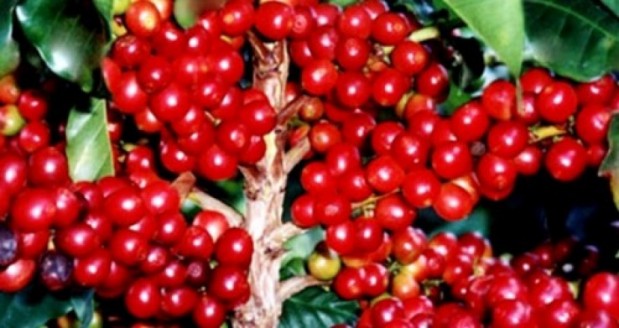 Klon Kopi Robusta, Kopi Unggul Robusta Indonesia - KOPI GIRAS BANJARNEGARA