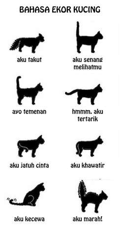 5 Rahasia Unik Pada Tubuh Kucing yang Jarang di Ketahui | artikel ...