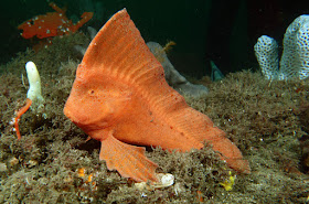 Real Monstrosities: Australian Prowfish