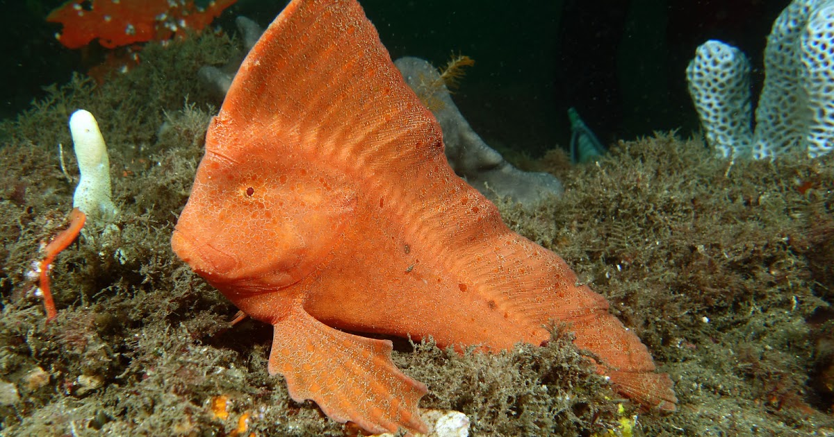 Real Monstrosities: Australian Prowfish