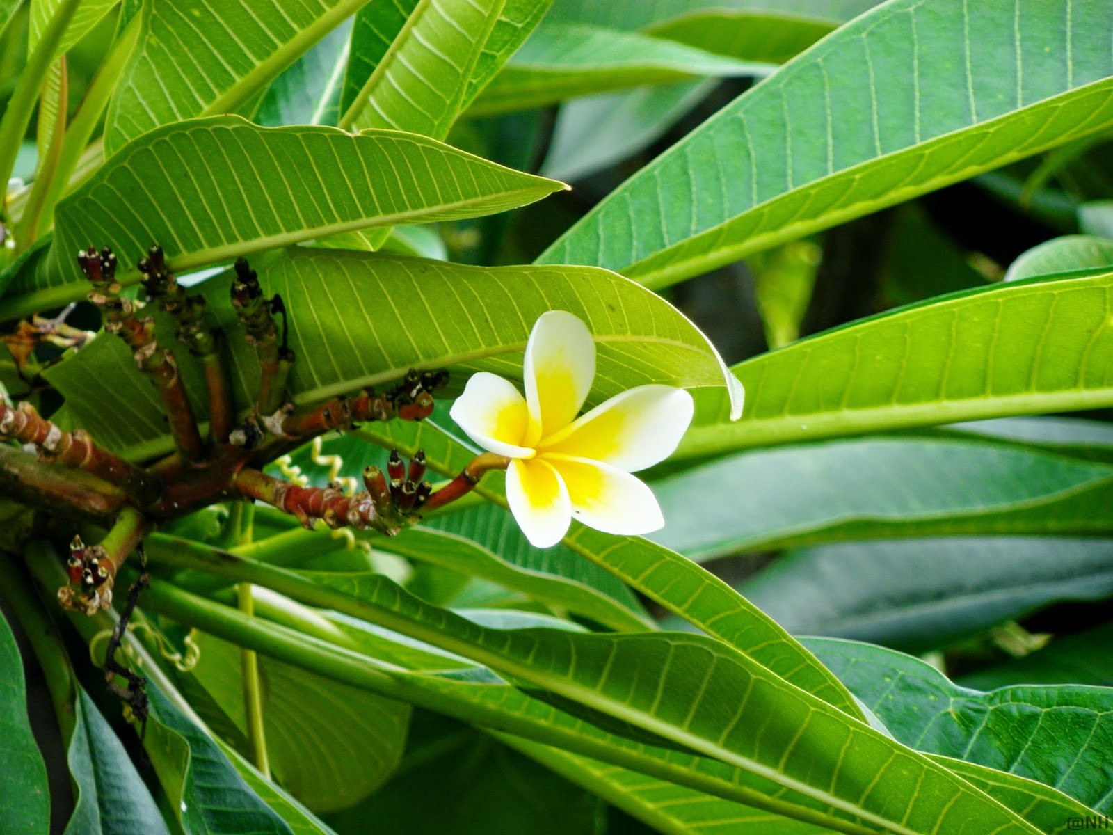 ViewFromAbove: Trip to Myanmar ----- Yangon, Kalaymyo & Chin State ...