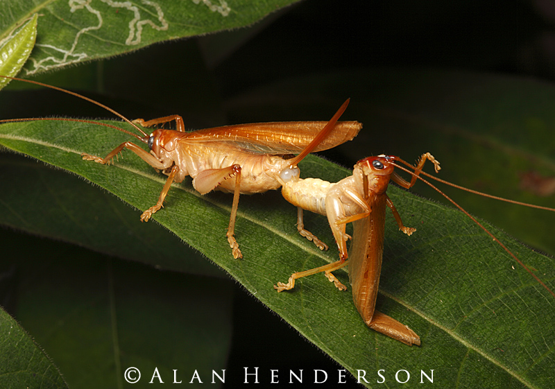 Minibeast Wildlife - Rainforest Encounters: Raspy cricket style