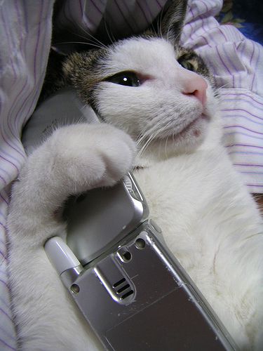 TERRA Oriental Medicine BH: Cat & Phone (=^･ｪ･^=))ﾉ彡