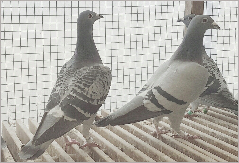 Pigeon Fever: Kweekklaar?