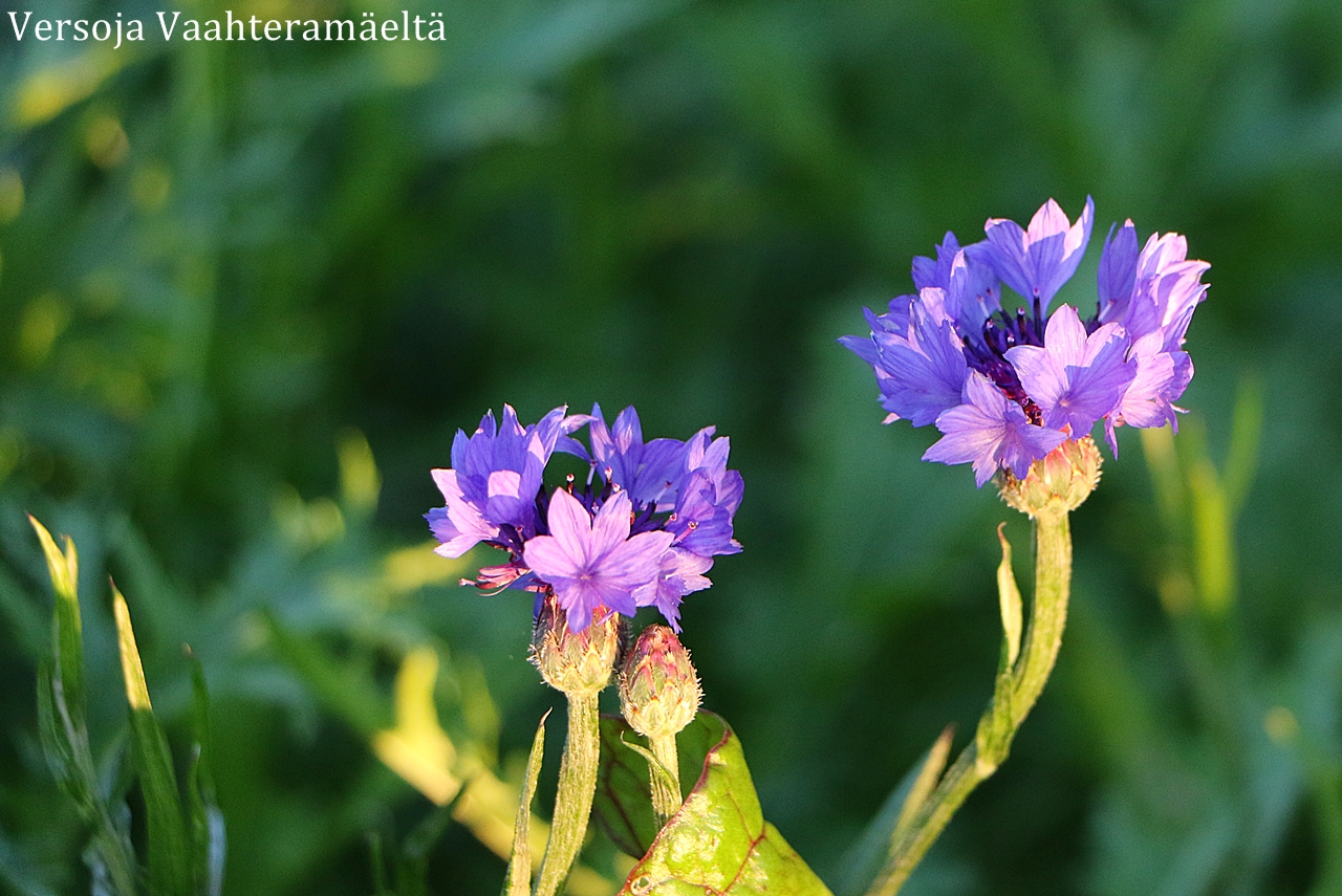 Versoja Vaahteramäeltä : Kasvimaan kukkia