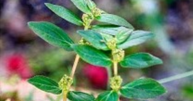 khasiat pokok ara tanah - David Avery