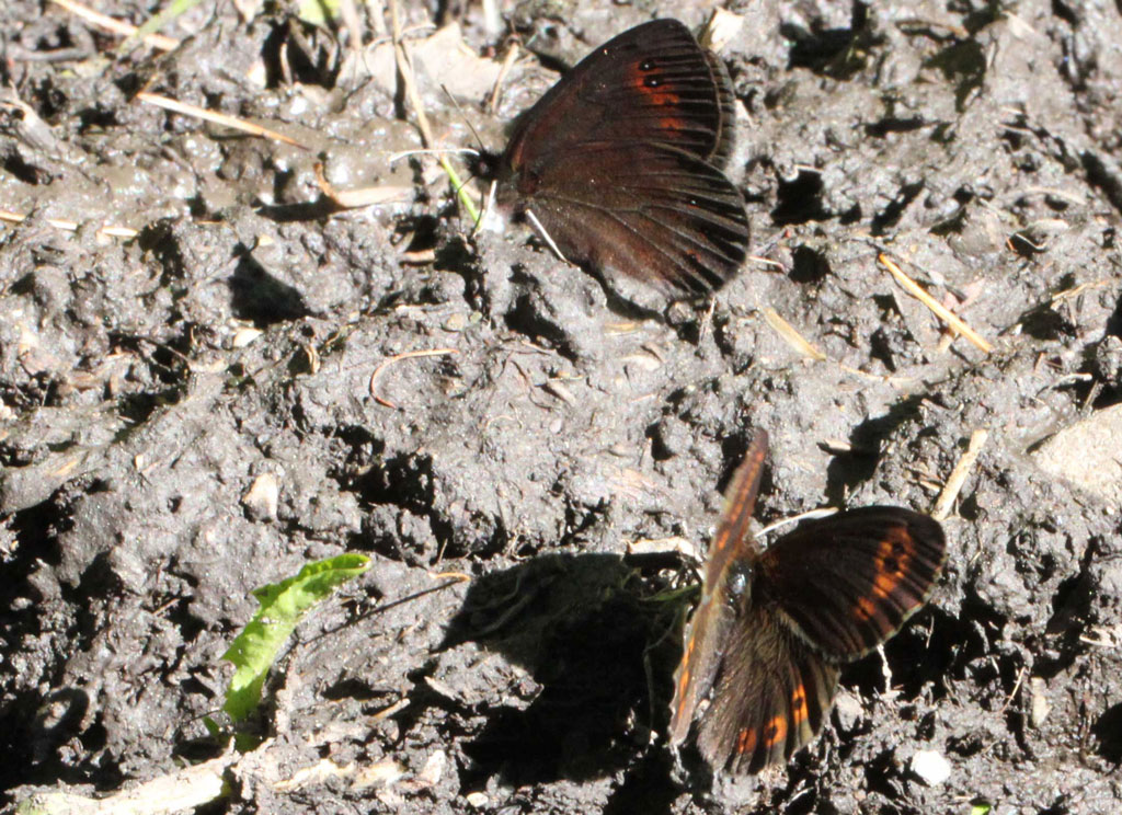 A Naturalist's Nexus: Butterflies with Eyespots