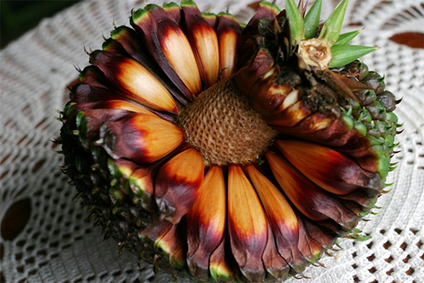 Pinhão: a melhor coisa das festas juninas - Feufolândia