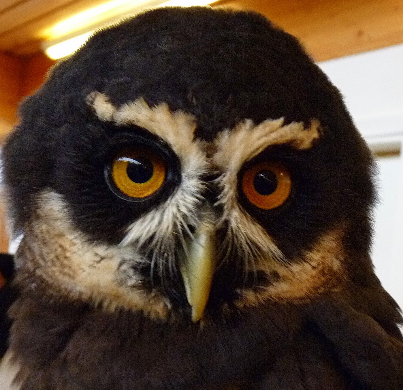 Birding For Pleasure: Spectacled Owl - Pulsatrix perspicillata