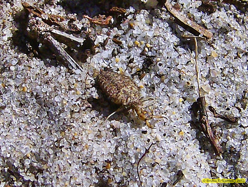 Visões da Gândara: Formiga-Leão: