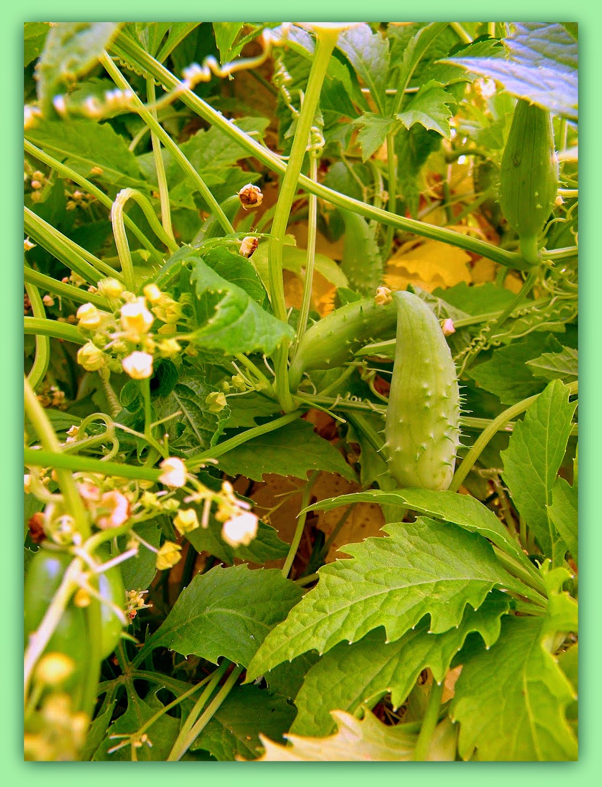 PLAAN : Caigua - Cyclanthera pedata