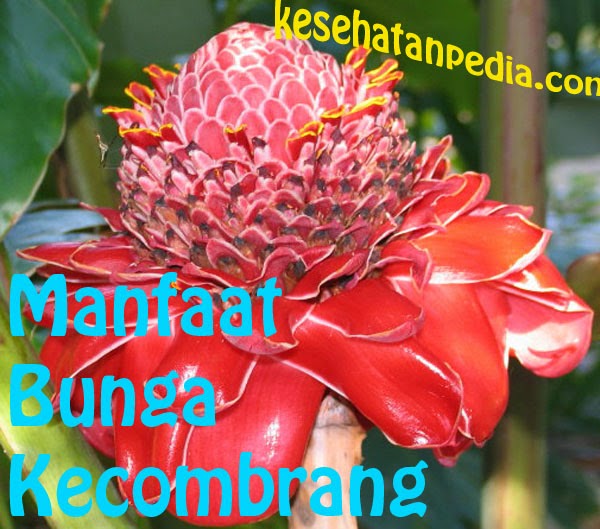 Manfaat Bunga Kecombrang bagi Kesehatan - kesehatanpedia