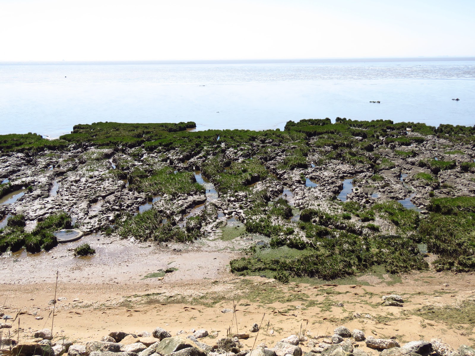 Wild at Hull: Walking the Humber. Stage 14. Skeffling Clough to Kilnsea