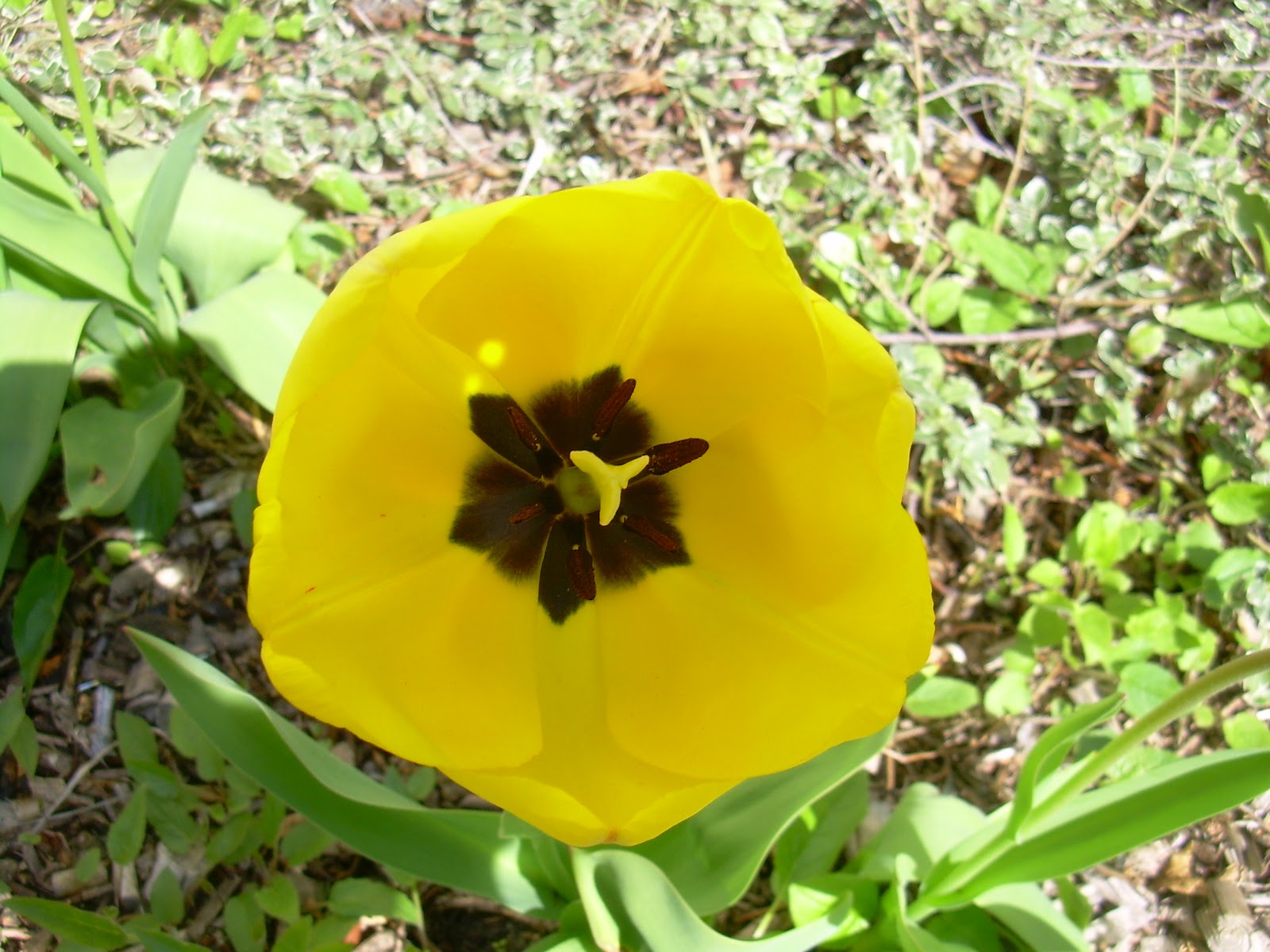 Päikesepõimik: Kevad lasteaias