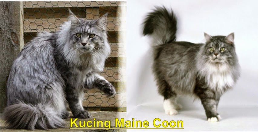 Mengenal Lebih Dekat Tentang Kucing Maine Coon - Seputar Hewan Peliharaan