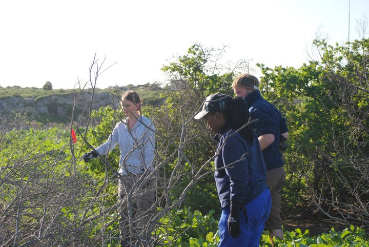 Robben Island Penguin Tracks: Methods