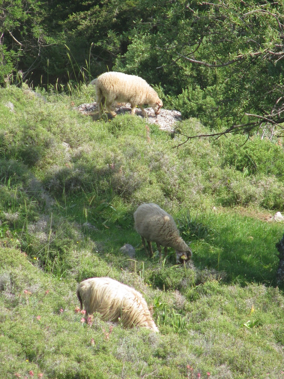 Local Fauna (Old Pyli) |Discovering Kos and the surrounding islands