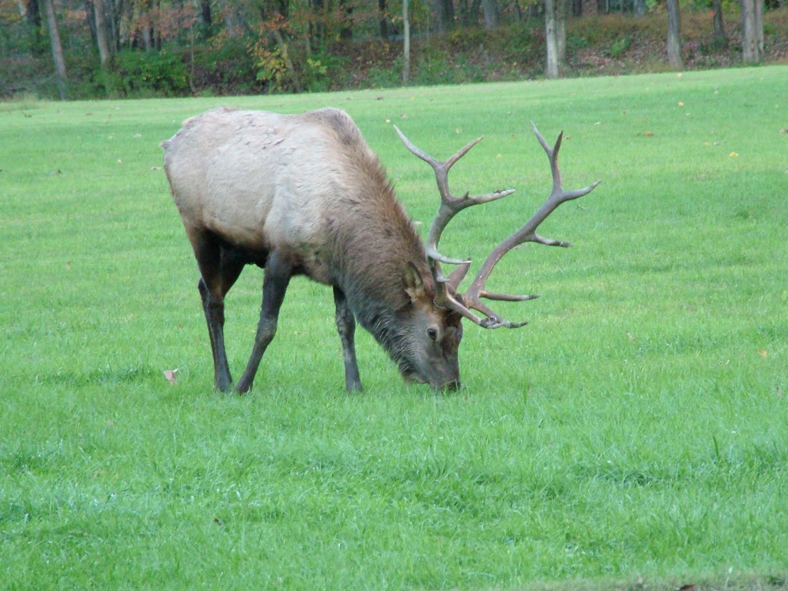 Cameron County PA News: LIVE ELK CAM