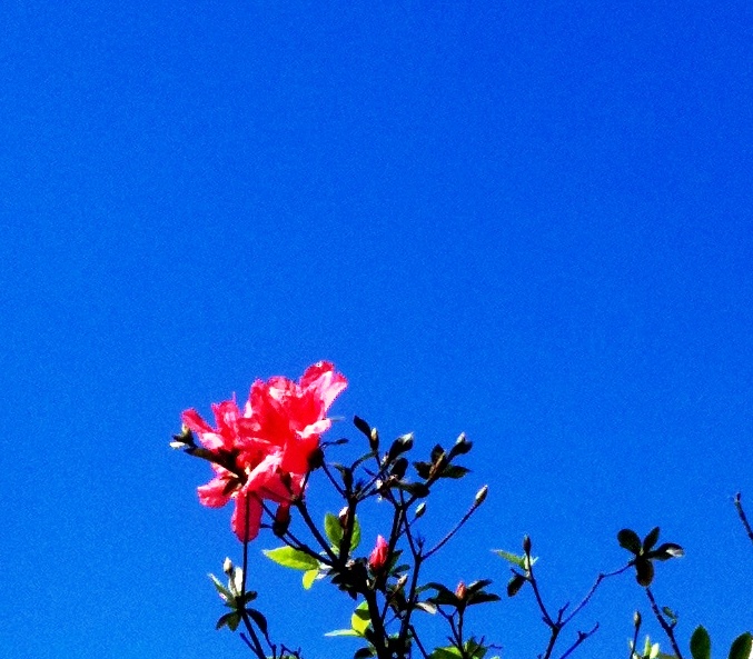 Natureza...lindaaaaaaaa!!: O azul anil do nosso Brasillllllll!!!!