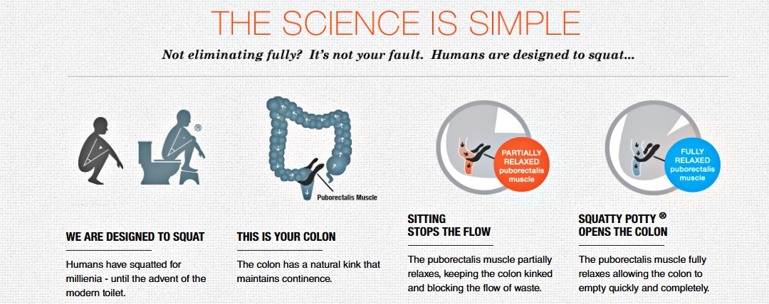 The Correct Posture Create A Healthy Colon With Squatty Potty ...