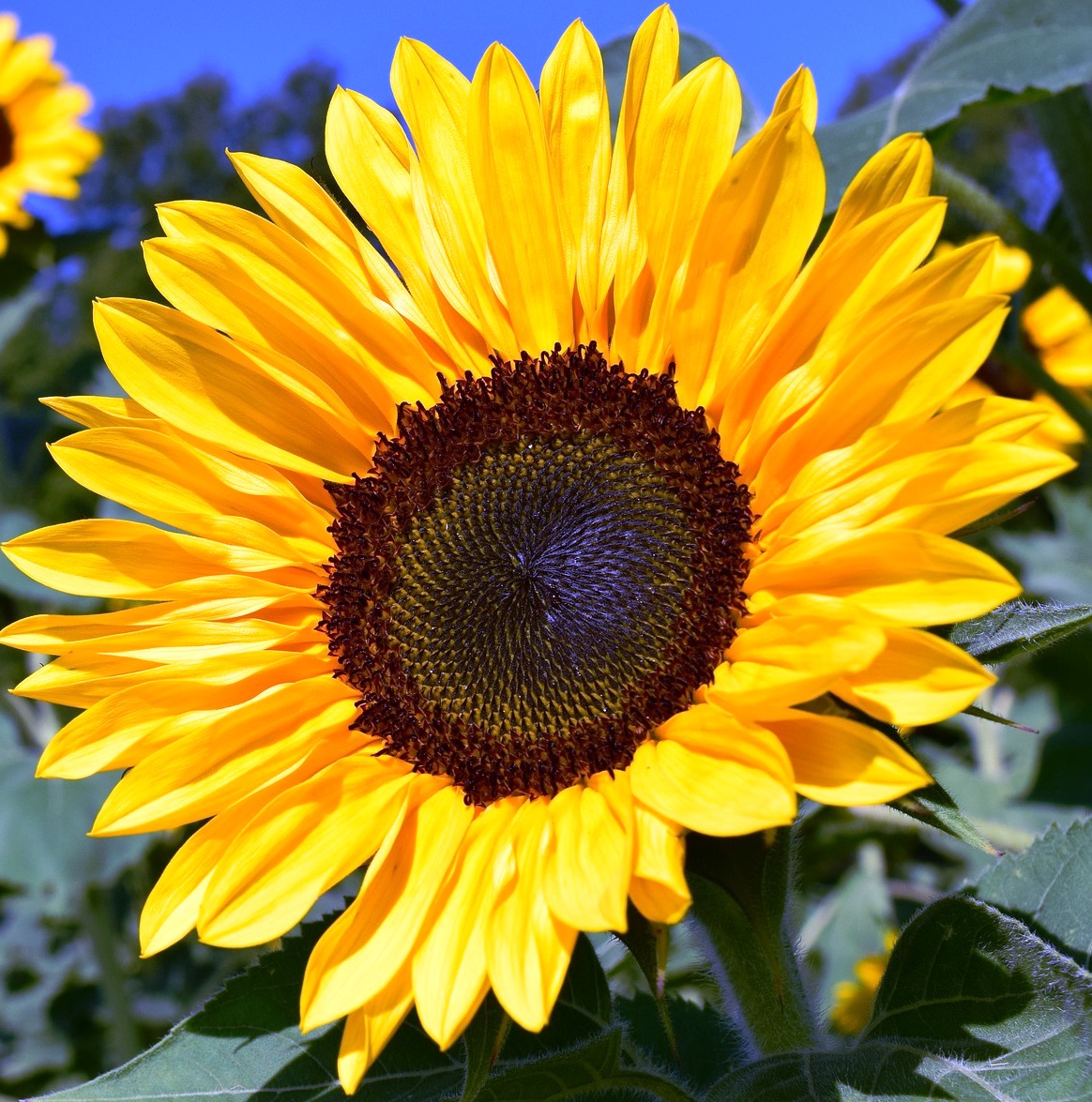 National Flower of Ukraine