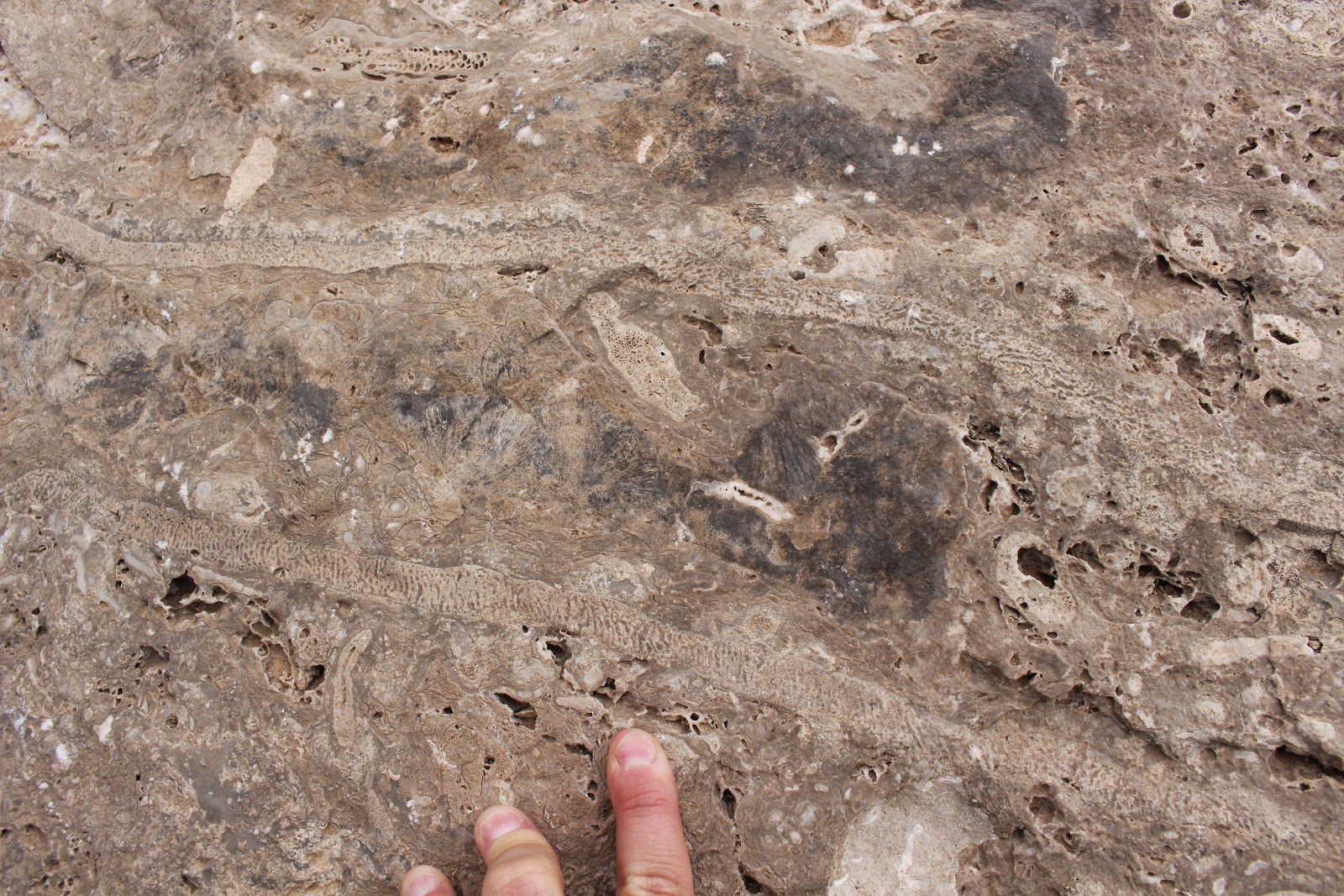 Finding Fossils...: The Permian Capitan Reef