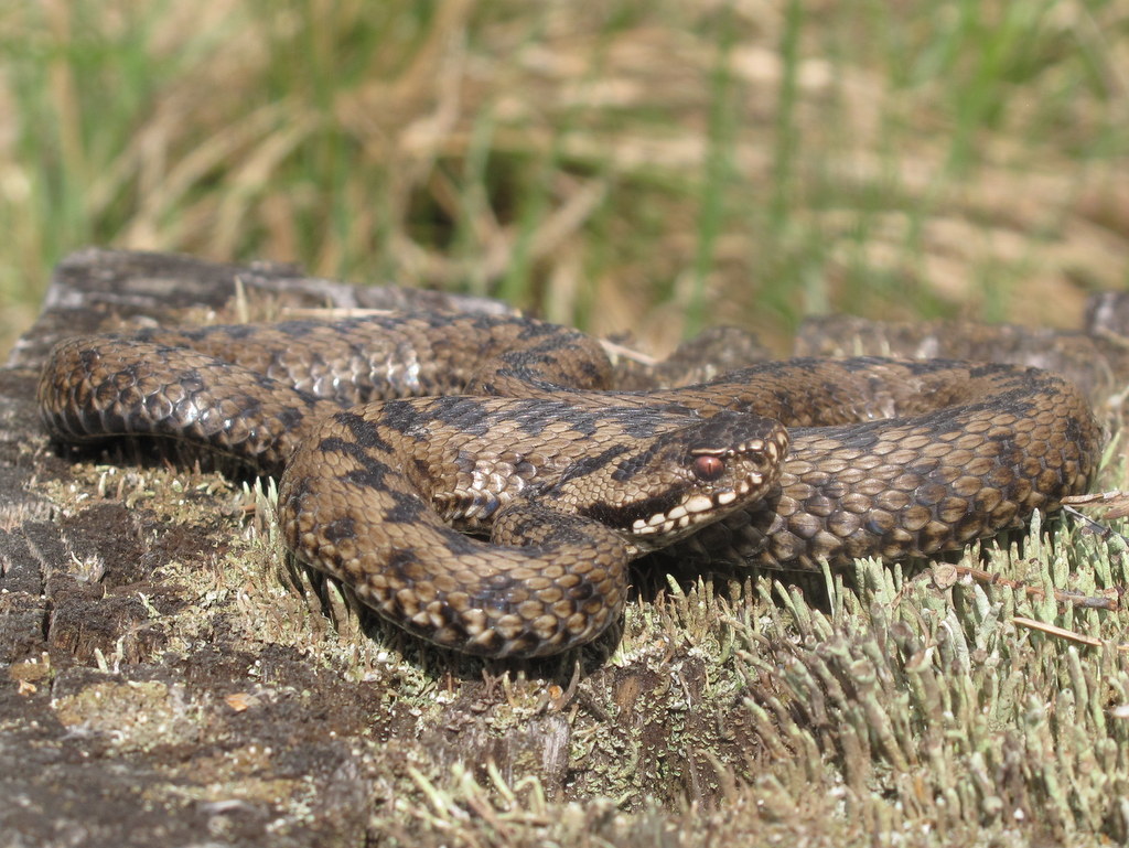 Life is short, but snakes are long: 2017