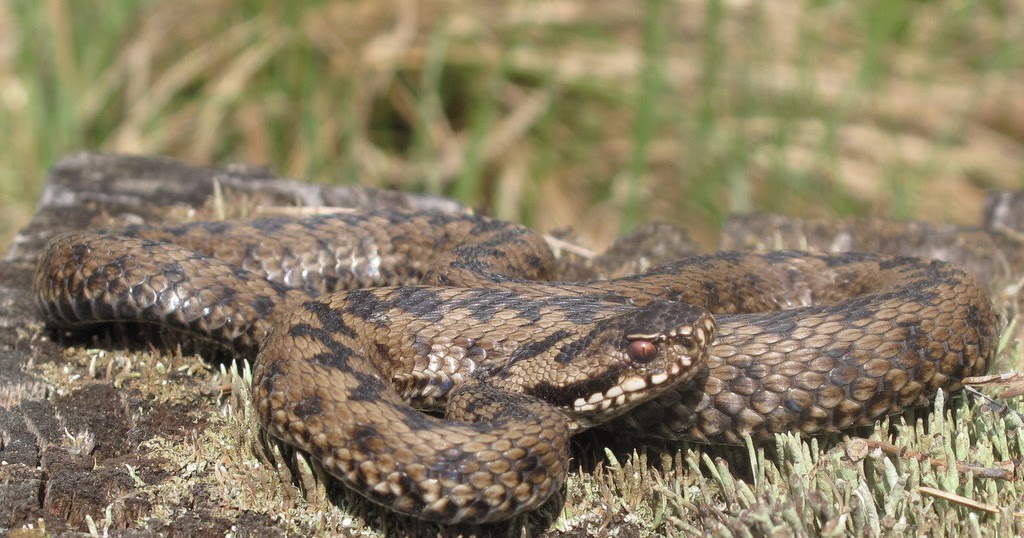 Life is short, but snakes are long: Life is Short but Snakes are Long ...