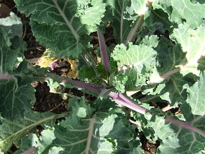 Wonderful Wild Sea Cabbage - The Backyard Larder