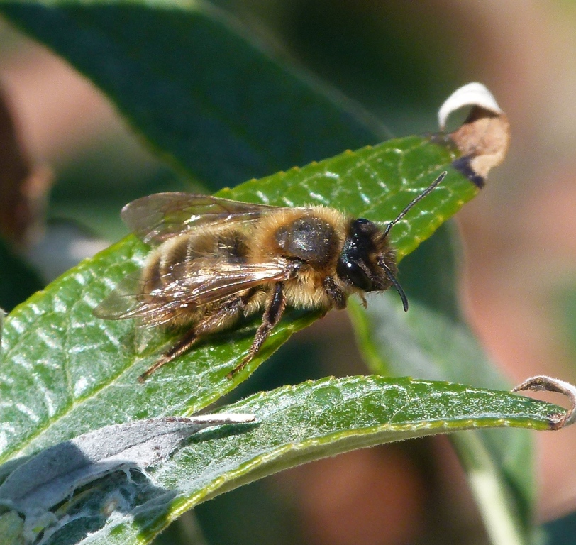 Urban Wildlife Jottings: Solitary bees