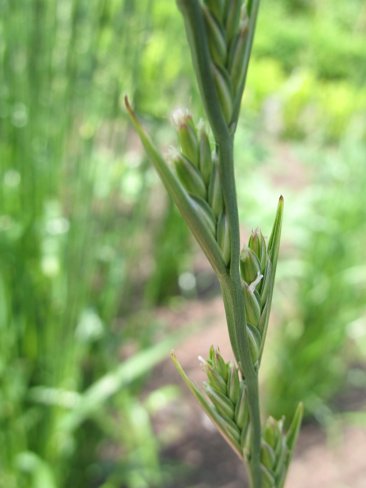 Darnel – Halifax Scientific Society