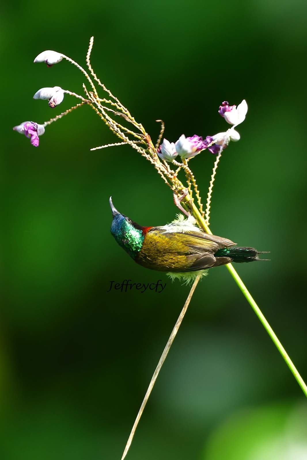 我的生態攝影集: 叉尾太陽鳥, Fork-tailed Sunbird, Aethopyga christinae,