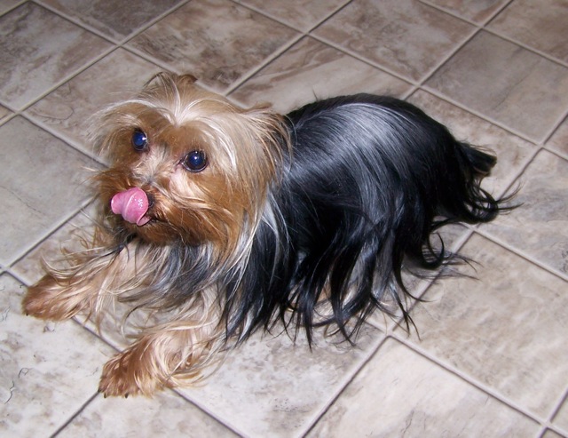 Companion Yorkies: Pure Bred Yorkie Terriers
