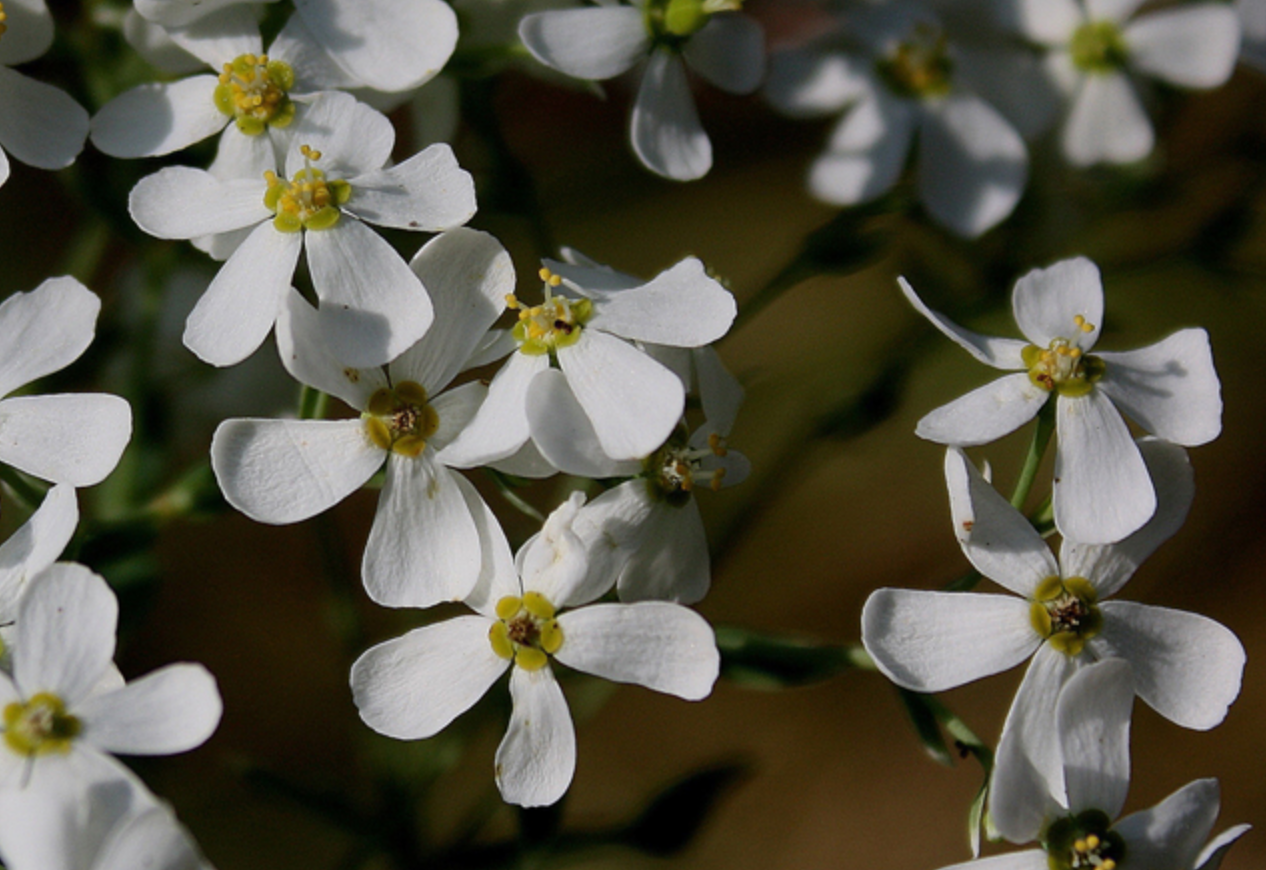 clay and limestone: Wildflower Wednesday: Flowering Spurge