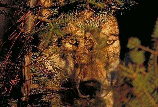 White Wolf : Breathtaking photos of wolves in the woods during the ...