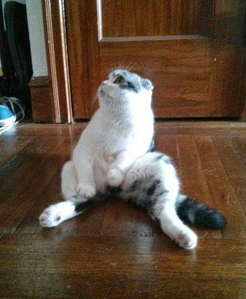 Awkwardly Sitting Style Cats Photos | Funny Collection World