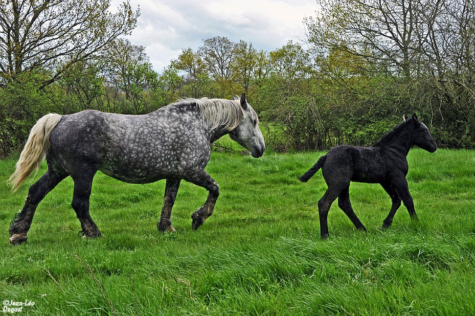 Percheron International: Traits À La Baisse