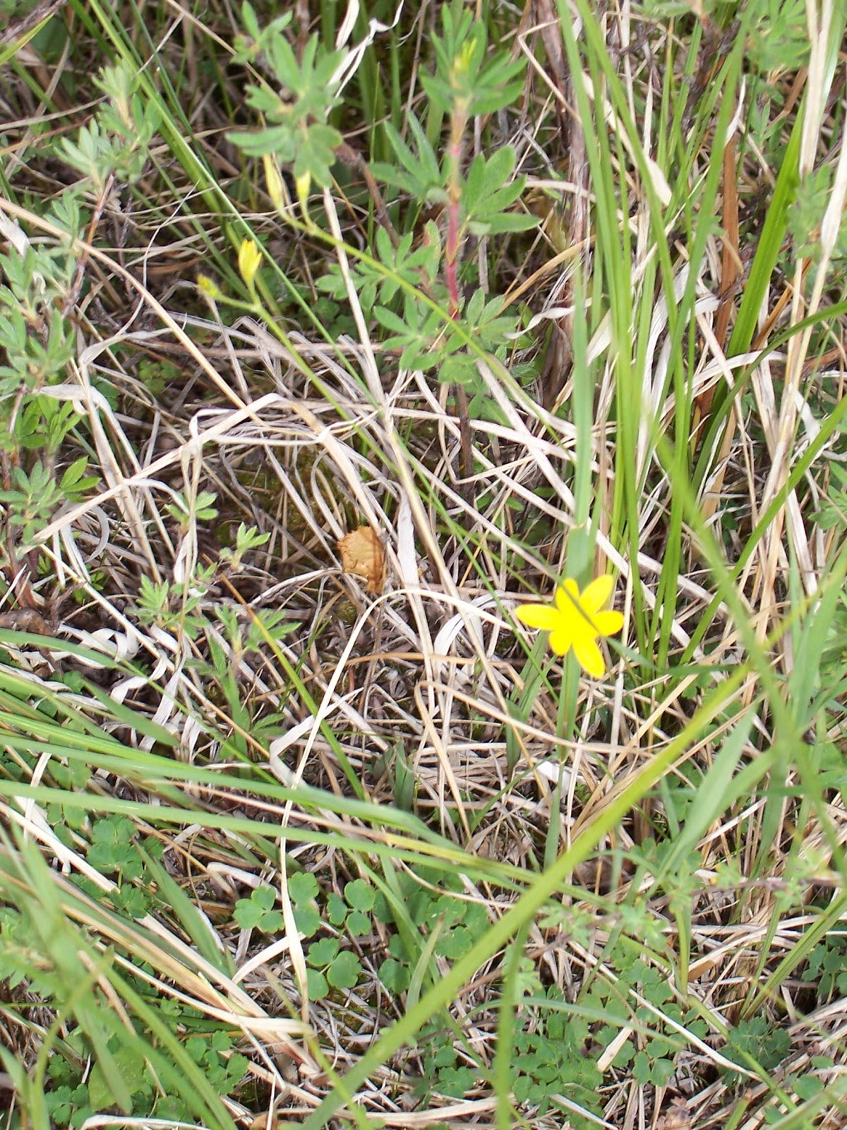 Homesteading with the Wild: Return of a Native