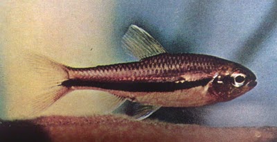 Alma d'Água: Peixes / Characiformes / Distichodontidae