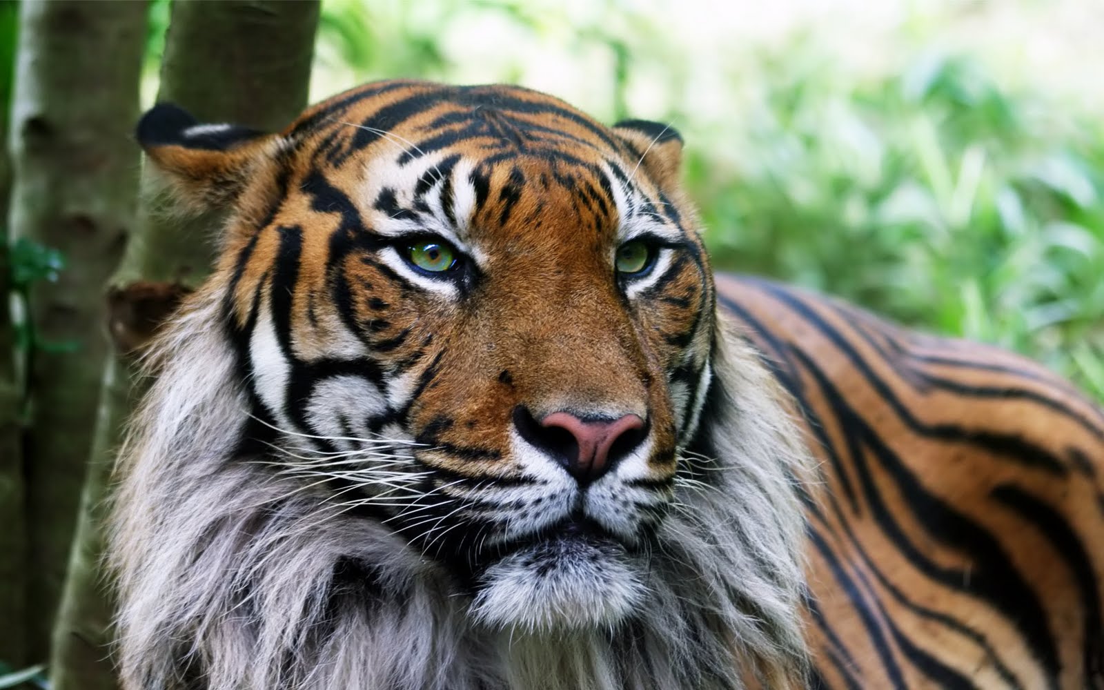 Sterzoeker: Jonge Lijgers