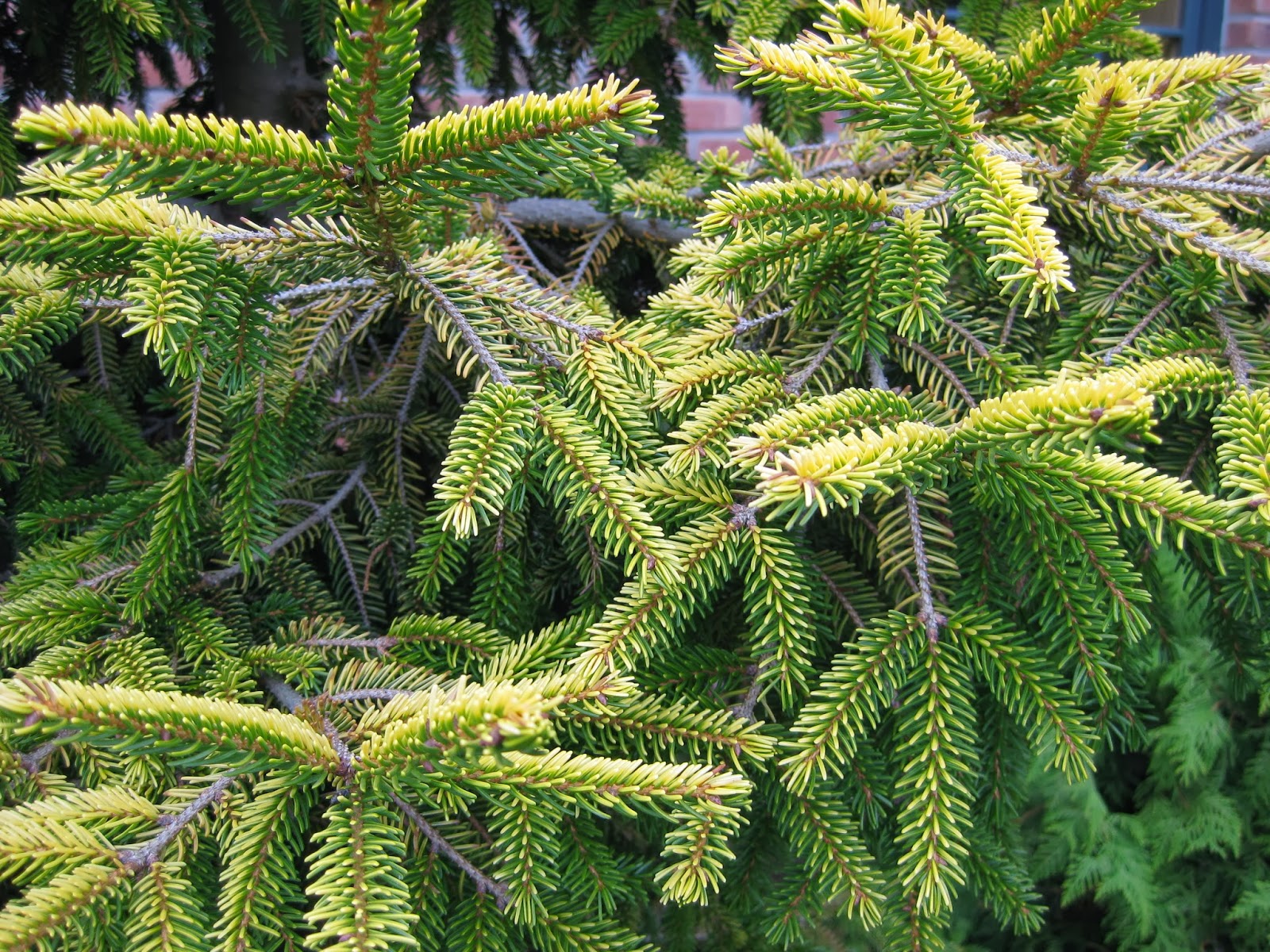 Rotary Botanical Gardens - Hort Blog: Golden Conifers For A Winter Glow