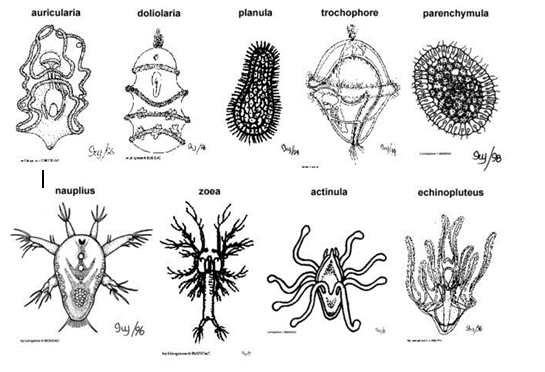 Knidaria (Filum Cnidaria) | Pustaka Pandani