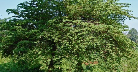 Kersen/Talok-Tanaman Ceri Liar, Bermanfaat - A FEW INFO OF FRUITS USE ...