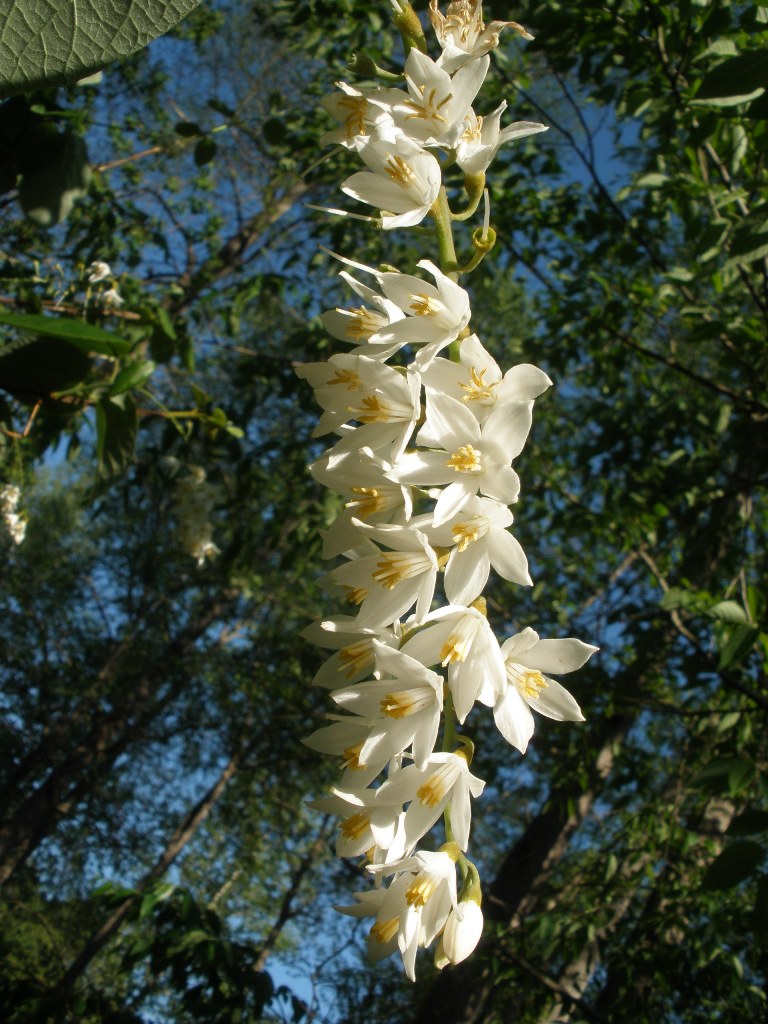 MARIETTE'S BACK TO BASICS: {Japanese Styrax Obassia - Fragrant Snowbell}
