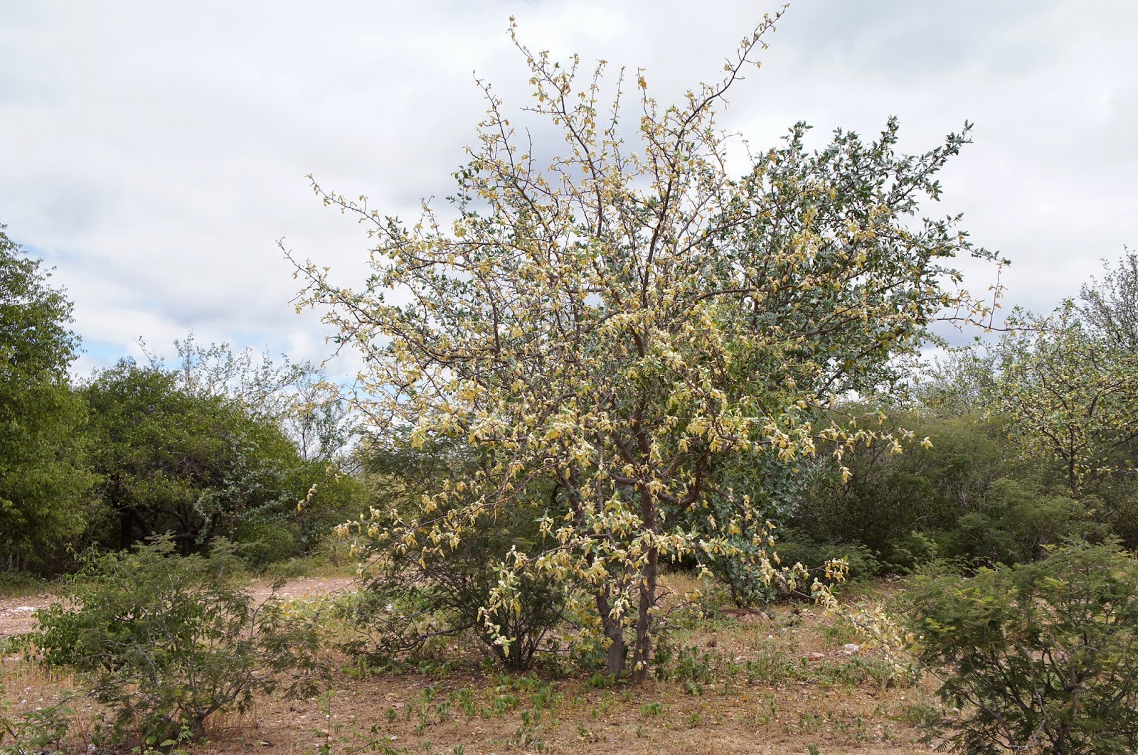 Favela Planta Da Caatinga - RETOEDU