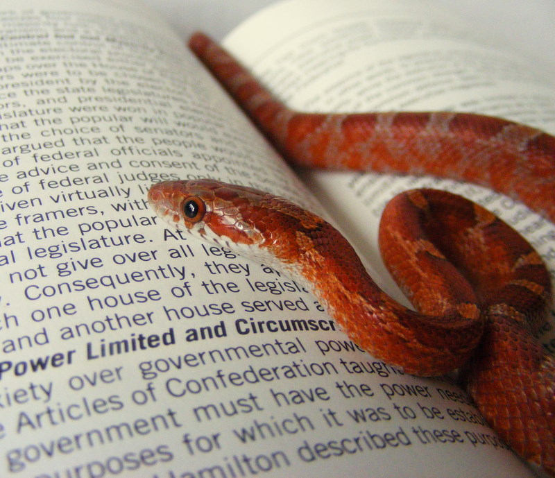 Our Beautiful World: Beautiful red snakes