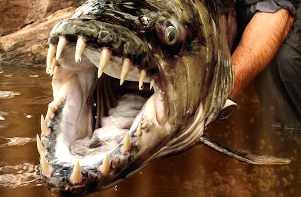 Goliath Tigerfish | River Monsters - IShareNewss