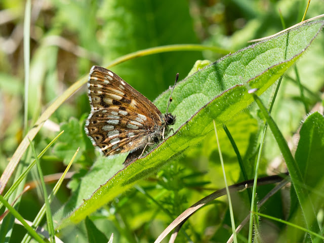Noar Hill National Nature Reserve, Selbourne | Focusing on Wildlife