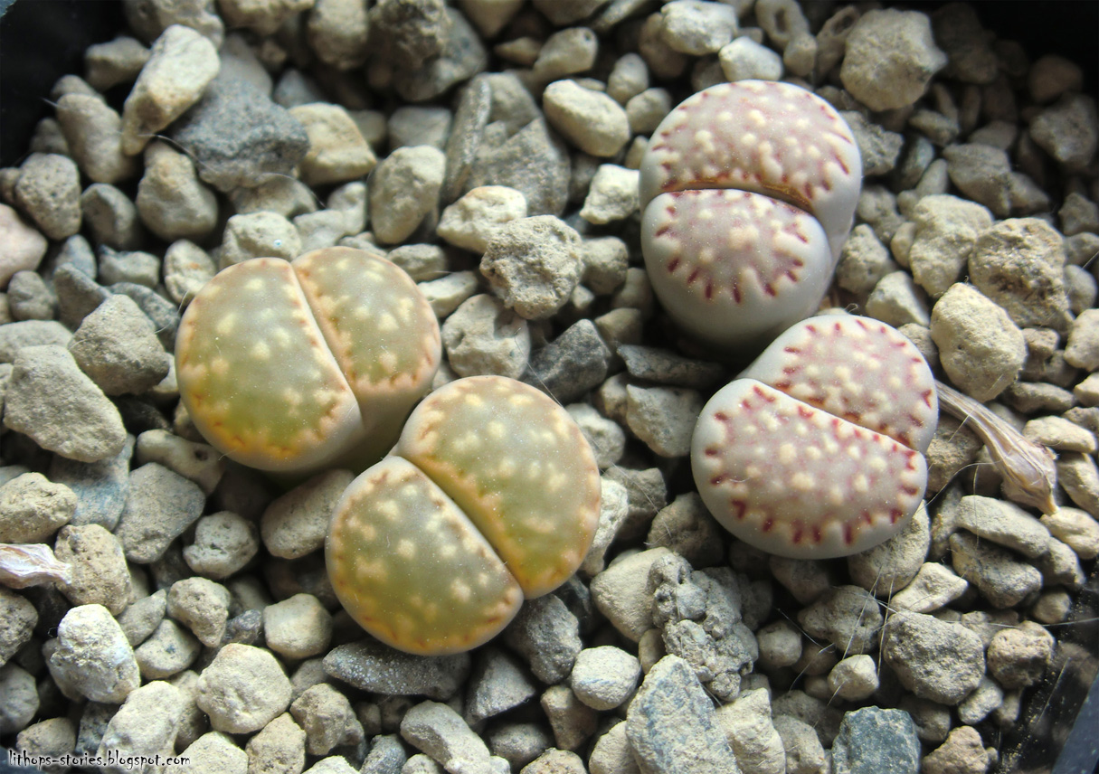 Lithops Stories: Growing Lithops, year after year (9 pics)
